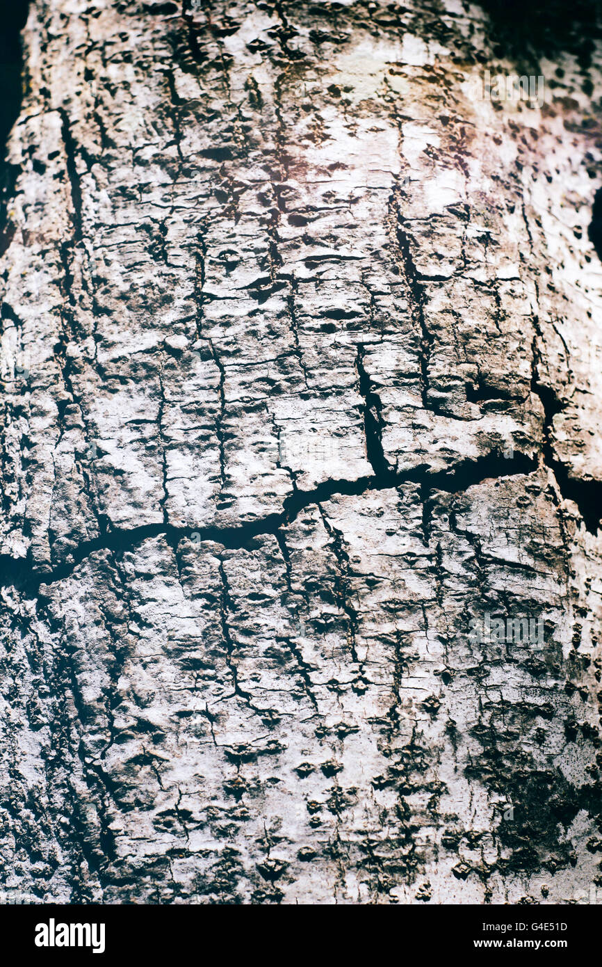 Photograph of a tree bark texture or background Stock Photo - Alamy