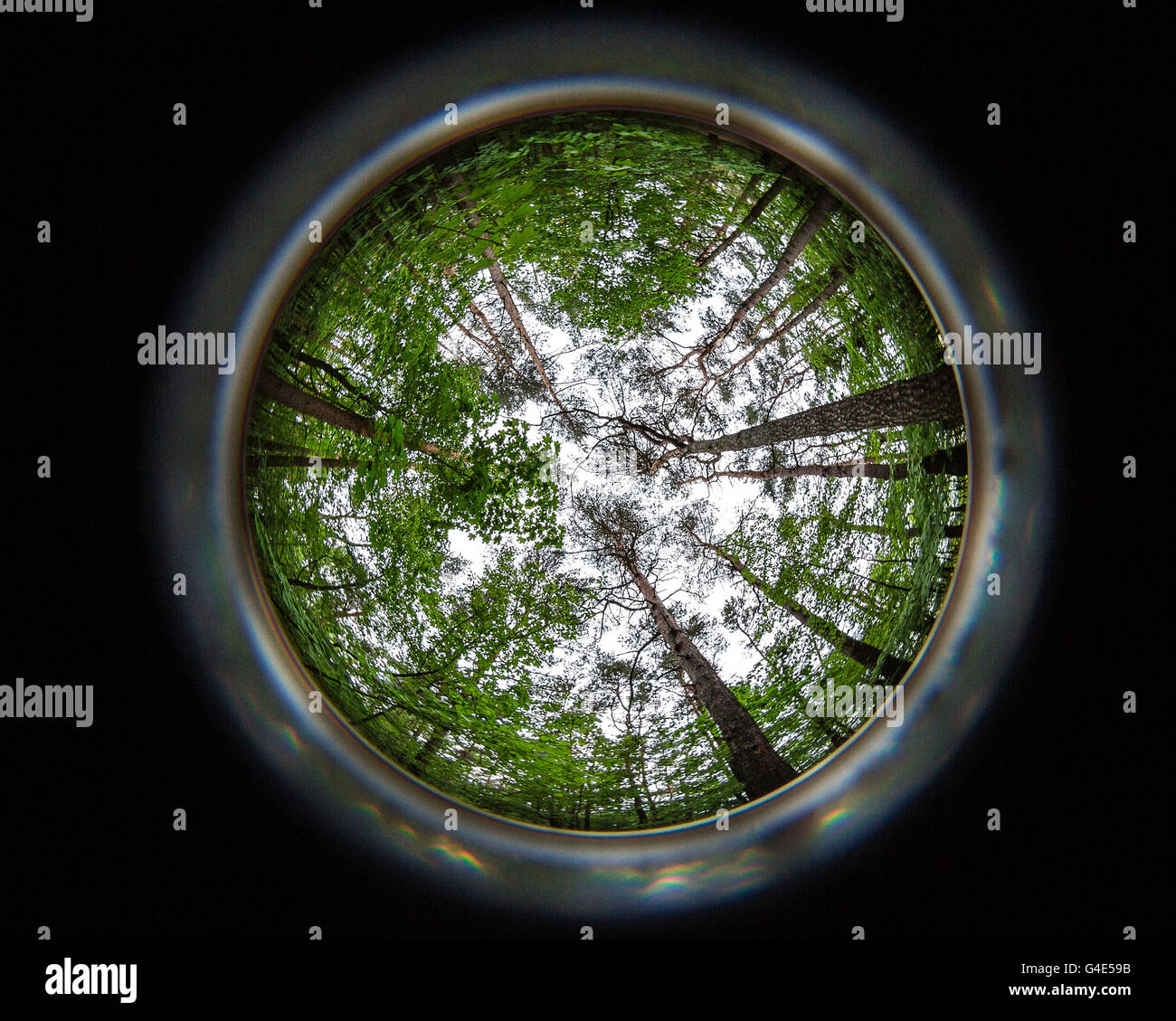 Treetops hi-res stock photography and images - Alamy