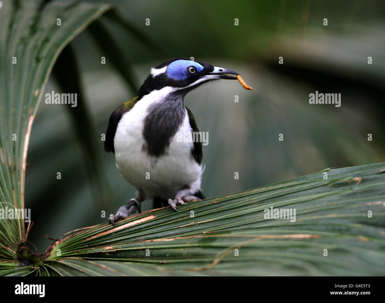 Exhibition featuring some of the worlds most beautiful birds hi-res ...