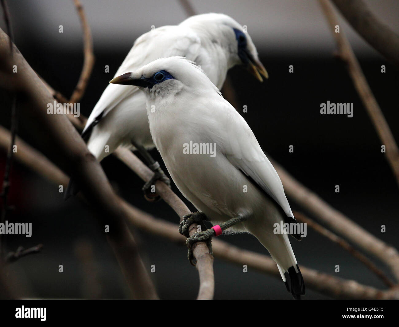 Exhibition featuring some of the worlds most beautiful birds hi-res ...