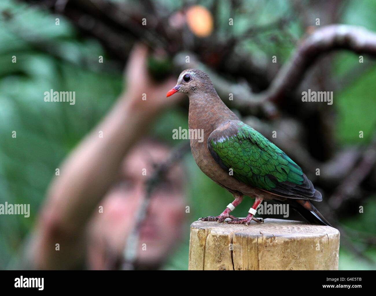 Exhibition featuring some of the worlds most beautiful birds hi-res ...