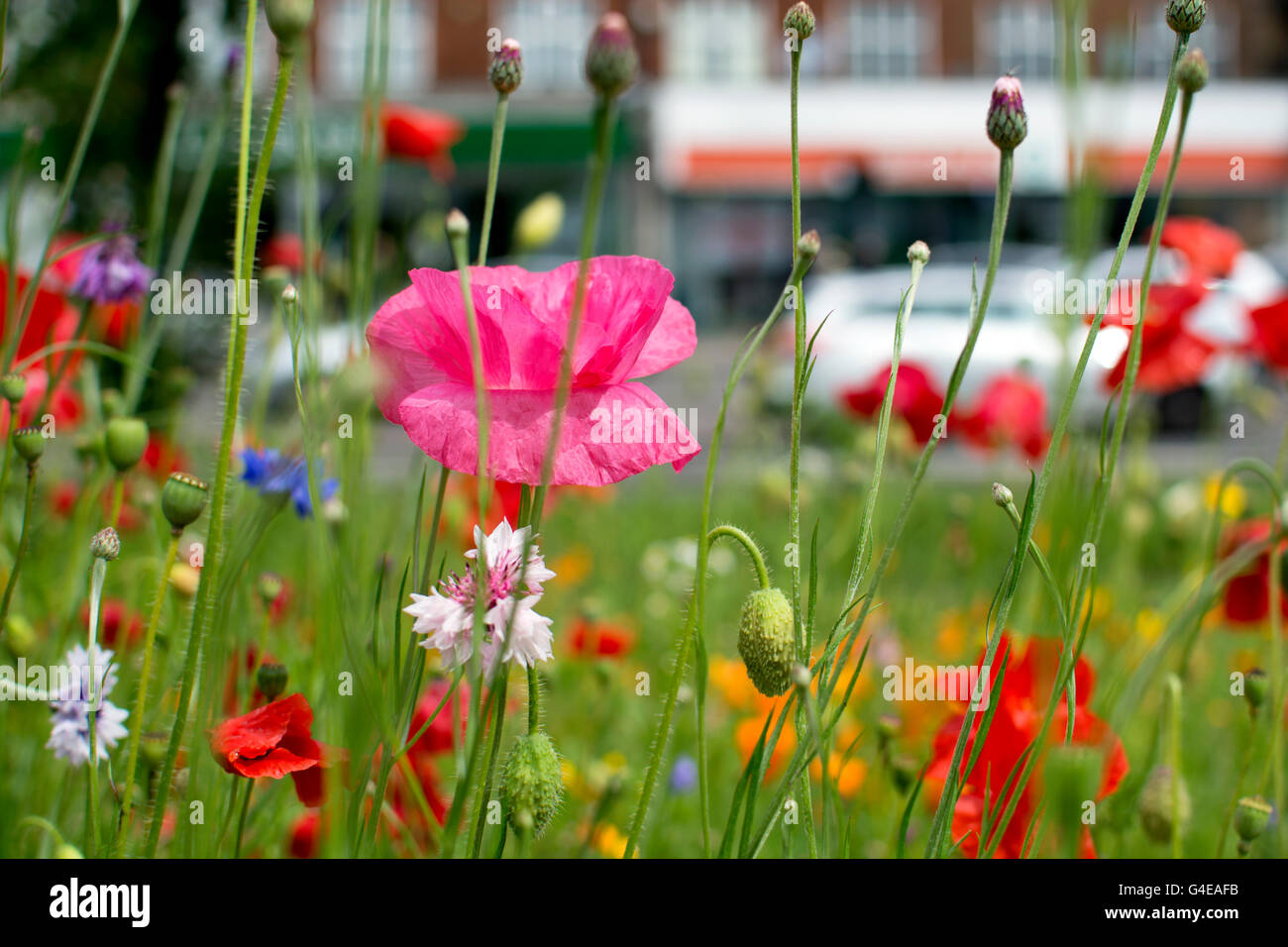 Wildflower planting at Quinton Park and Daventry Road shops ...
