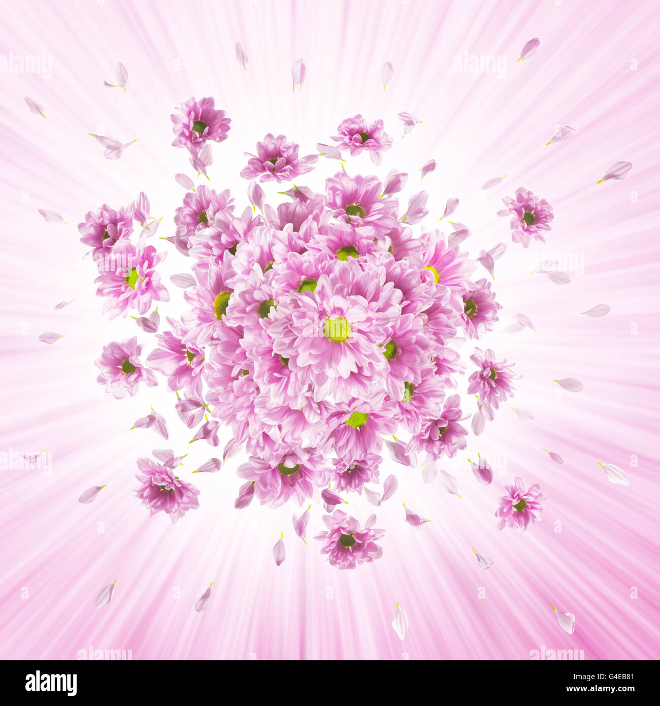 Pink color daisy flower buds explosion, with shining rays, similar to ...