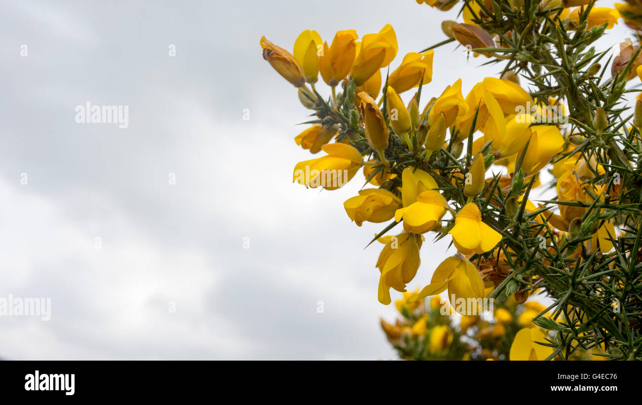 Gorse flowers grow from the spiky green stems Stock Photo - Alamy