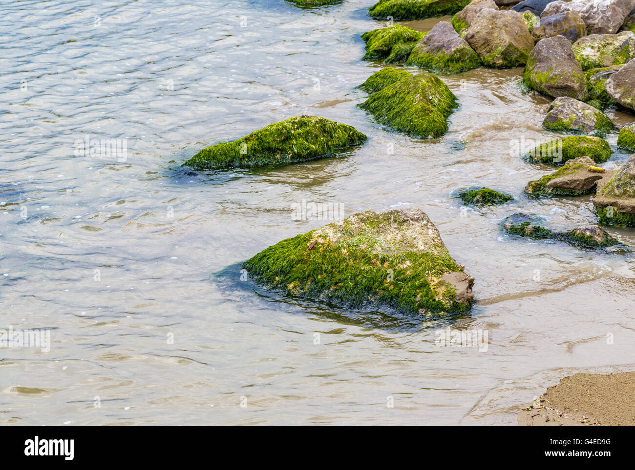 waves on the rocks covered with moss and green algae Stock Photo - Alamy