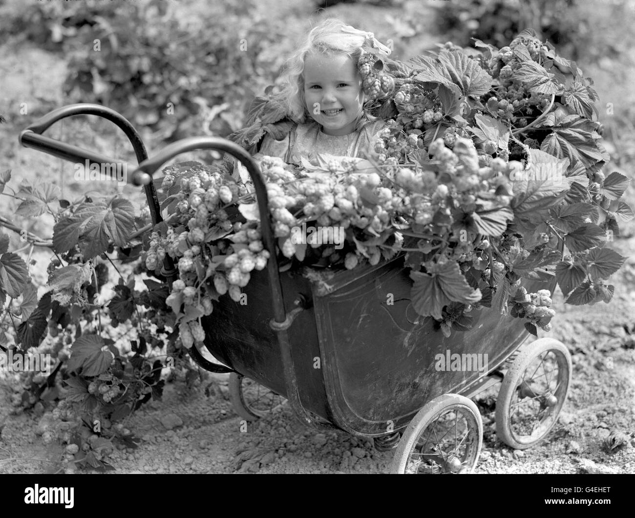 Hop picking kent hi-res stock photography and images - Alamy