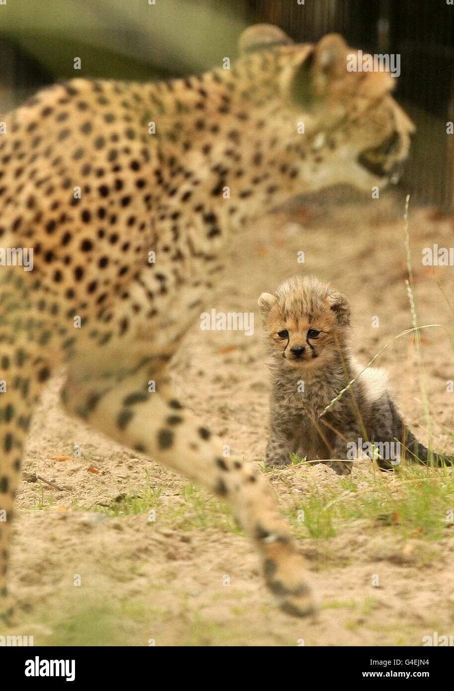 Cheetah cubs at Chester Zoo Stock Photo - Alamy
