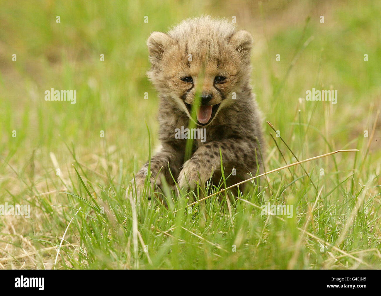 Cheetah cubs at Chester Zoo Stock Photo - Alamy