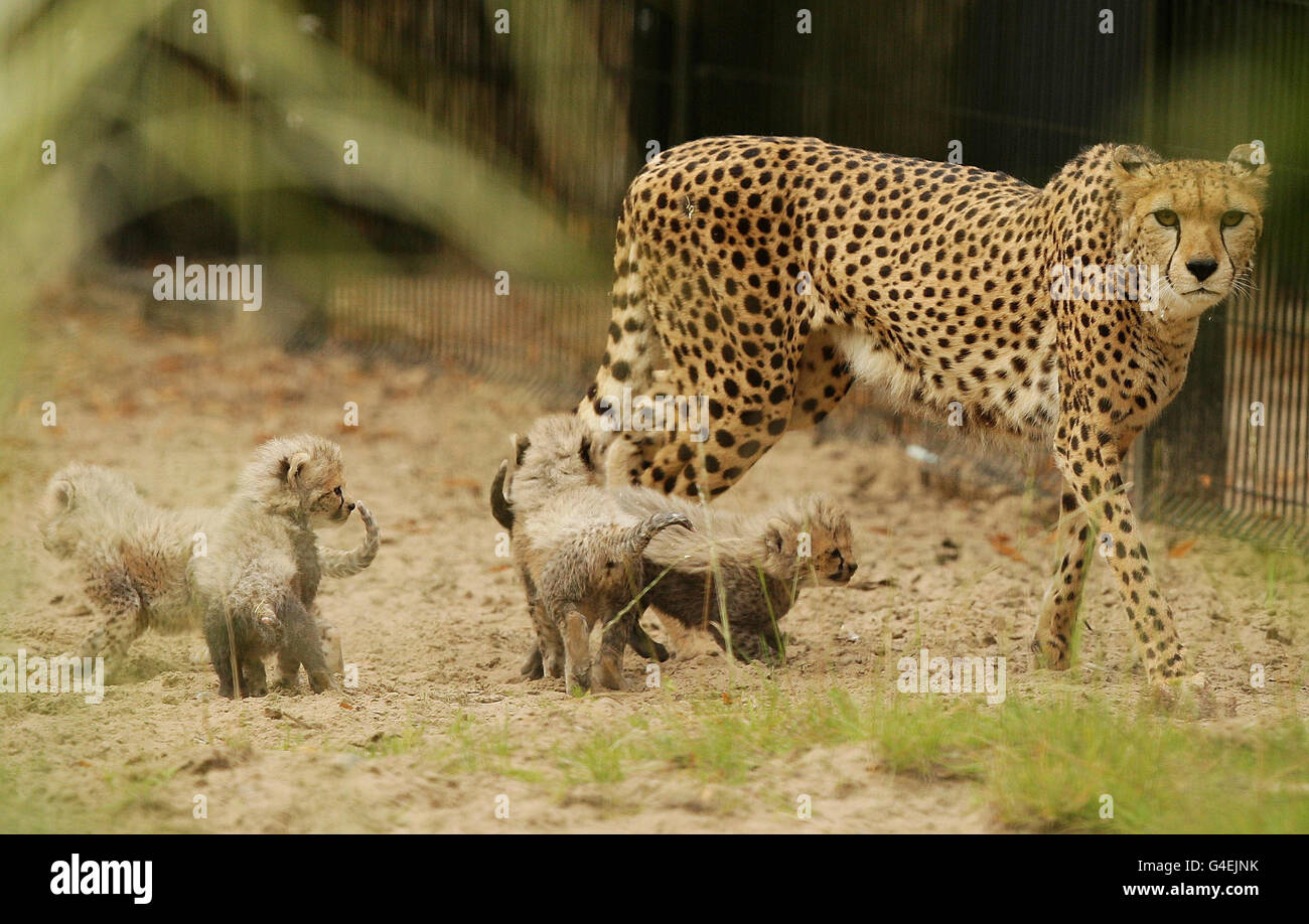 Cheetah cubs at Chester Zoo Stock Photo - Alamy