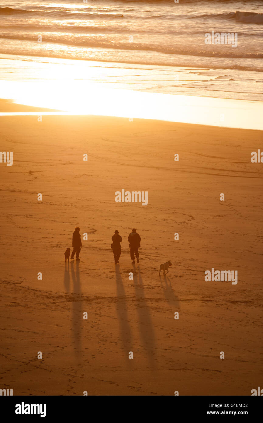 Family walking dogs on the beach casting long shadows at sunset. Dog ...