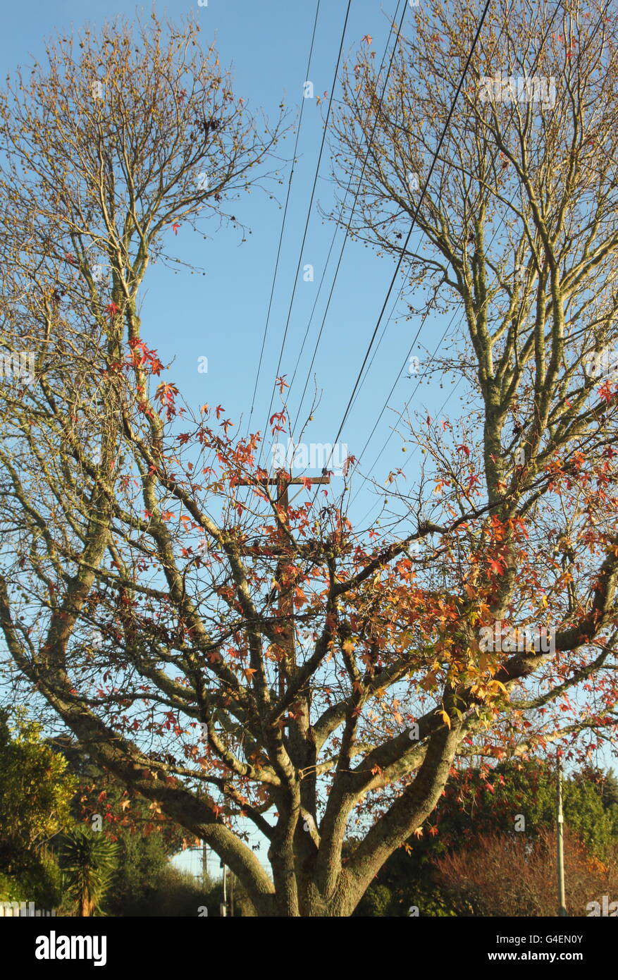 Trees shaped to let power lines through Stock Photo - Alamy