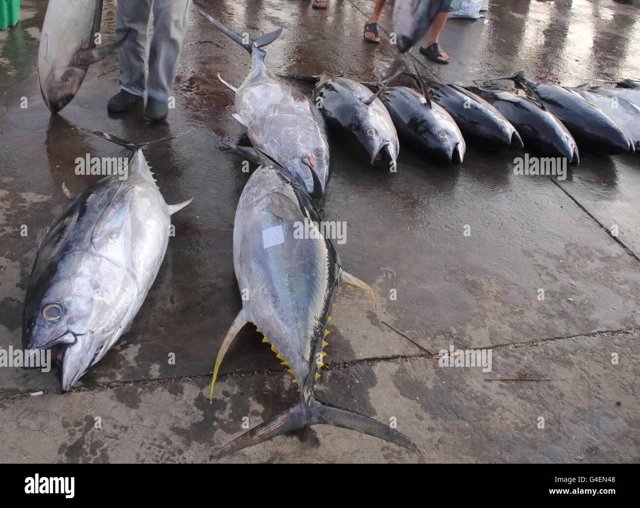 Large yellowfin tuna Thunnes albacares sold in the open market in Kota ...