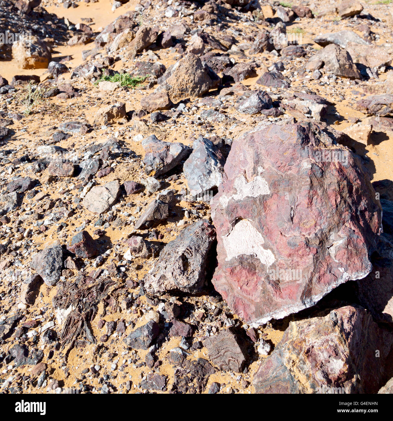 old fossil in the desert of morocco sahara and rock stone sky Stock ...