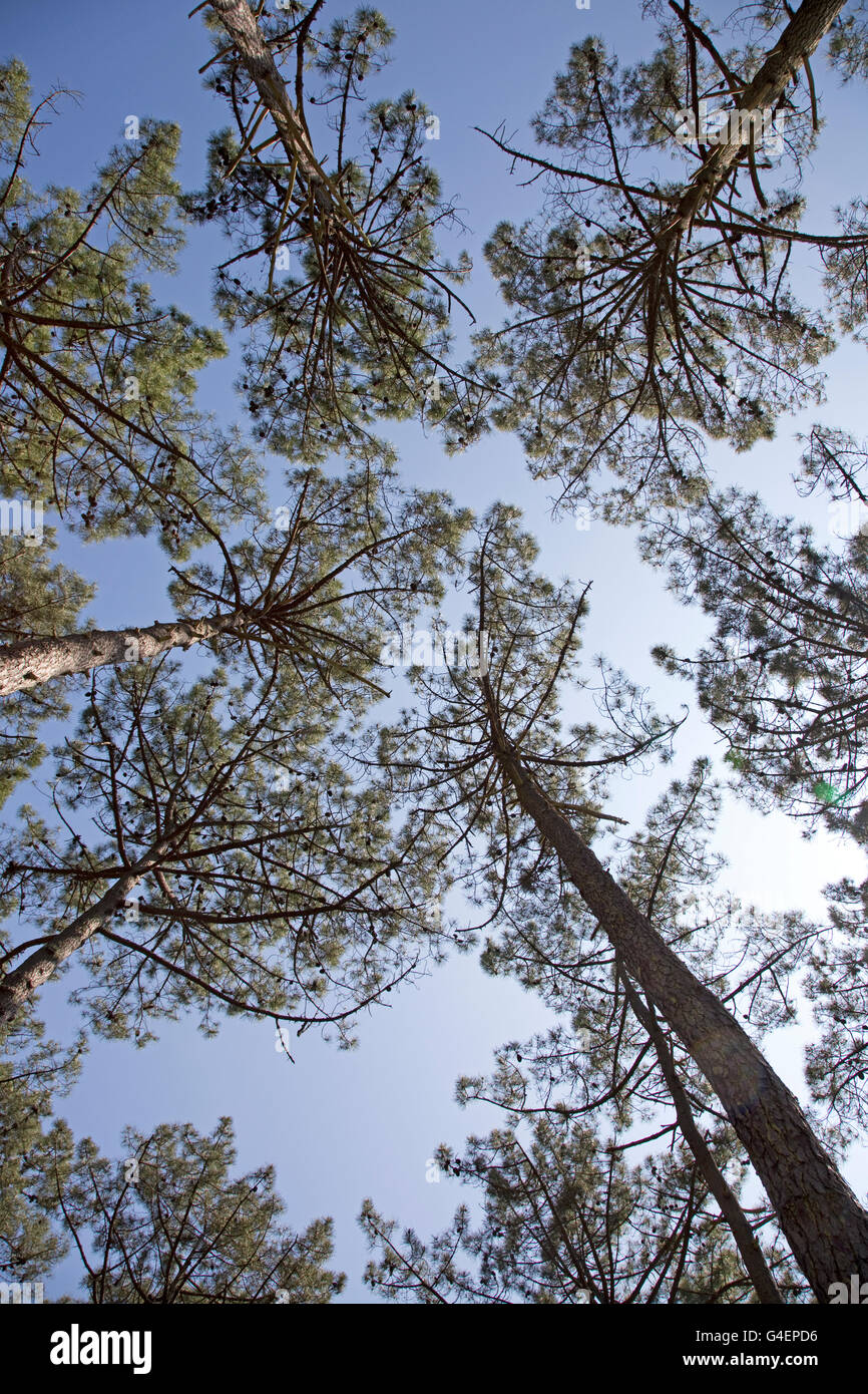 Worm's eye view hi-res stock photography and images - Alamy