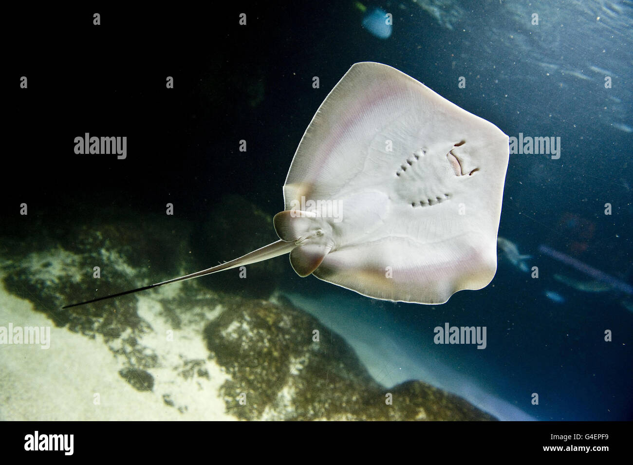 Baby Stingray Sting