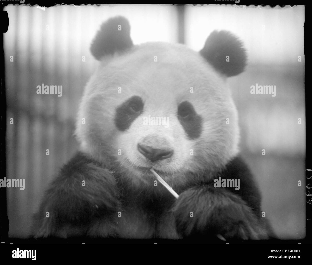 Panda arrival london zoo hi-res stock photography and images - Alamy