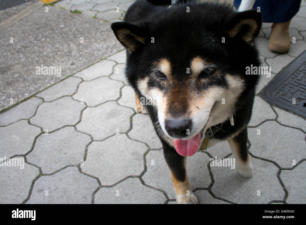 Dog in Japan Stock Photo - Alamy