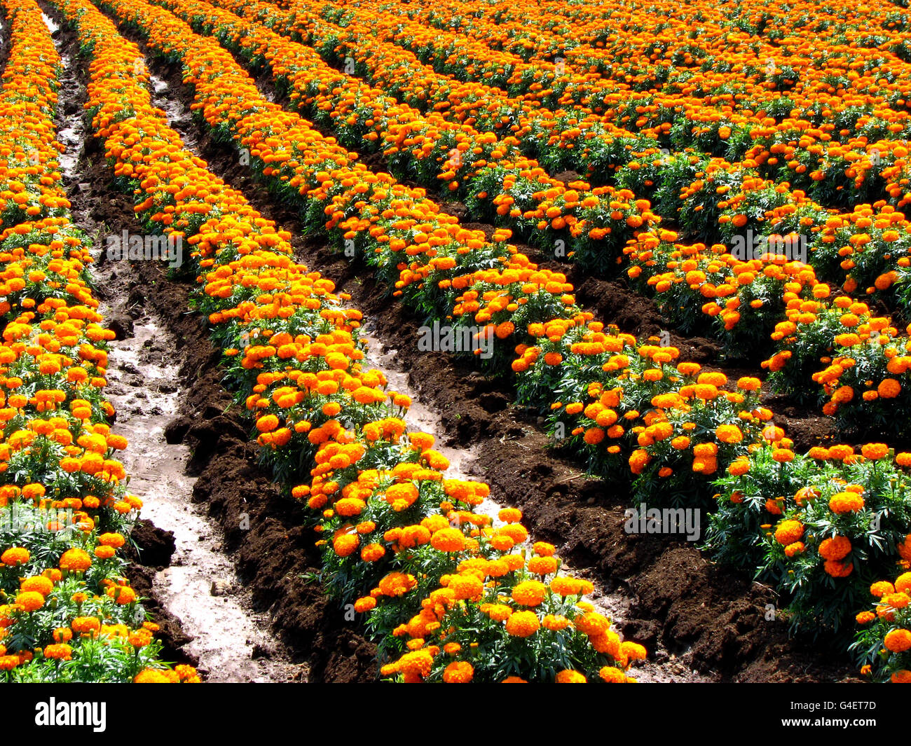 Marigold farm hi-res stock photography and images - Alamy