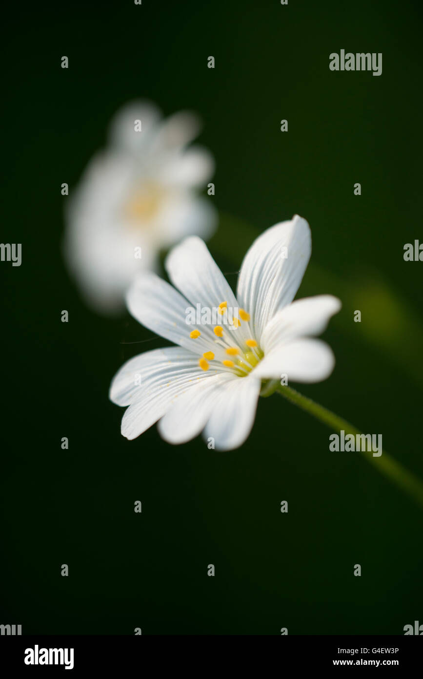 Stitchwort hi-res stock photography and images - Alamy