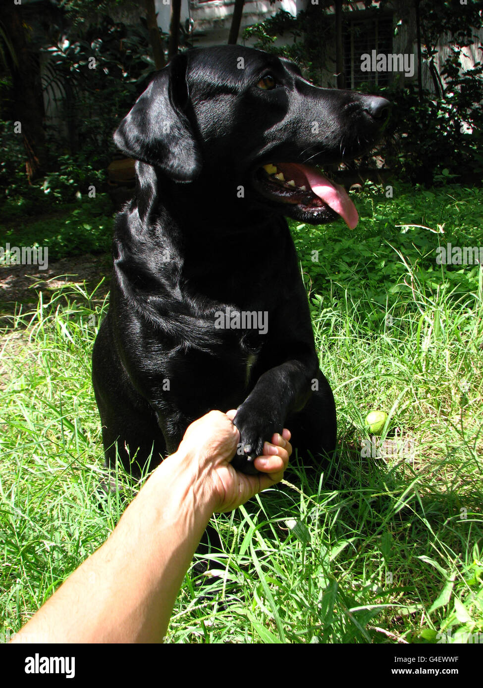 Black Labarador High Resolution Stock Photography and Images - Alamy