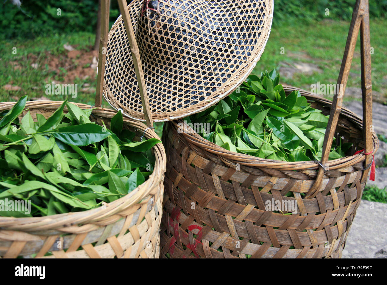 The harvest of sweet, dear varieties of alpine varieties of tea Stock ...