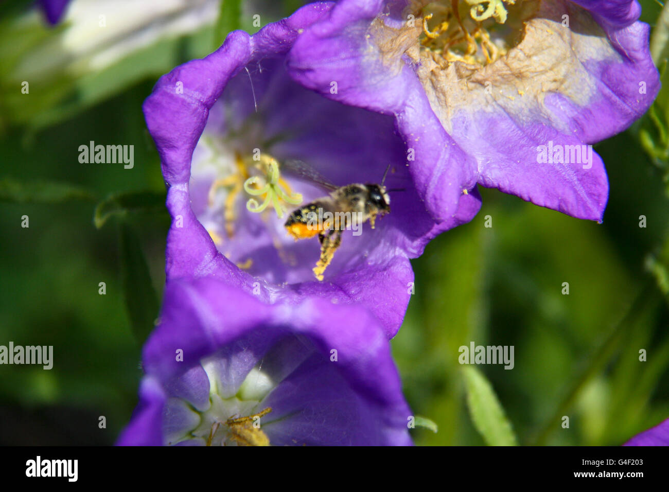 Bee collects nectar from flowers Stock Photo - Alamy