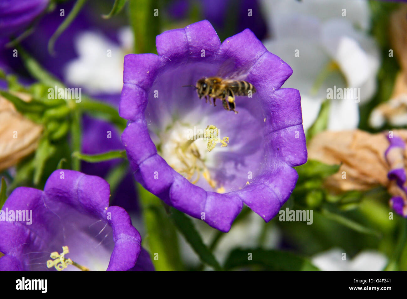 Bee collects nectar from flowers Stock Photo - Alamy