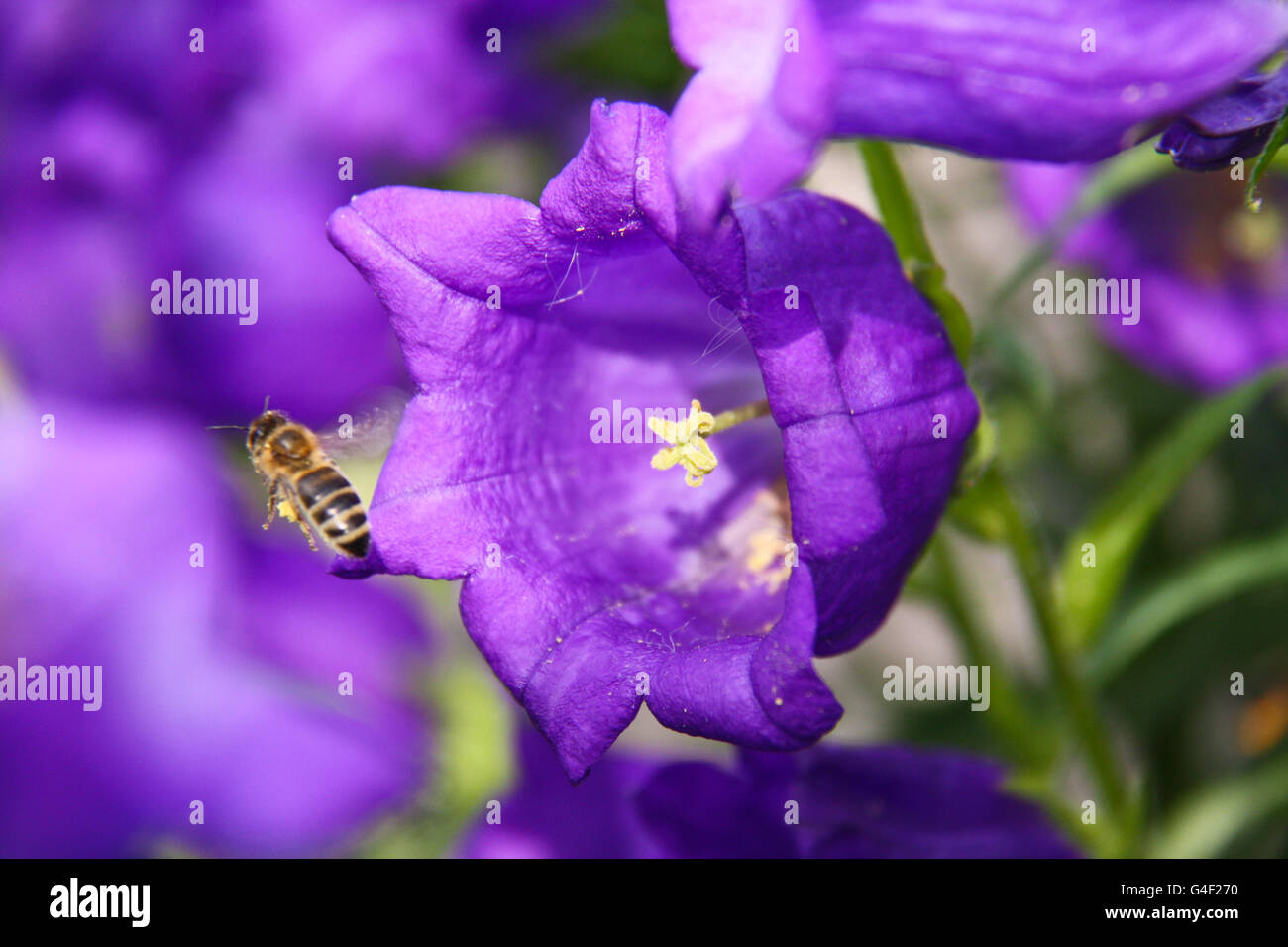 Bee collects nectar from flowers Stock Photo - Alamy