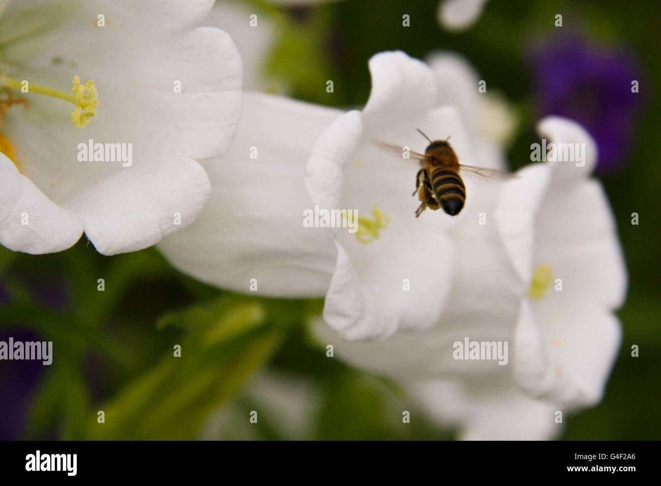 Bee collects nectar from flowers Stock Photo - Alamy