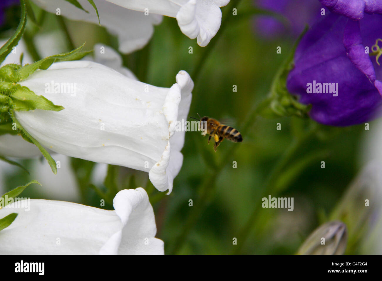 Bee collects nectar from flowers Stock Photo - Alamy