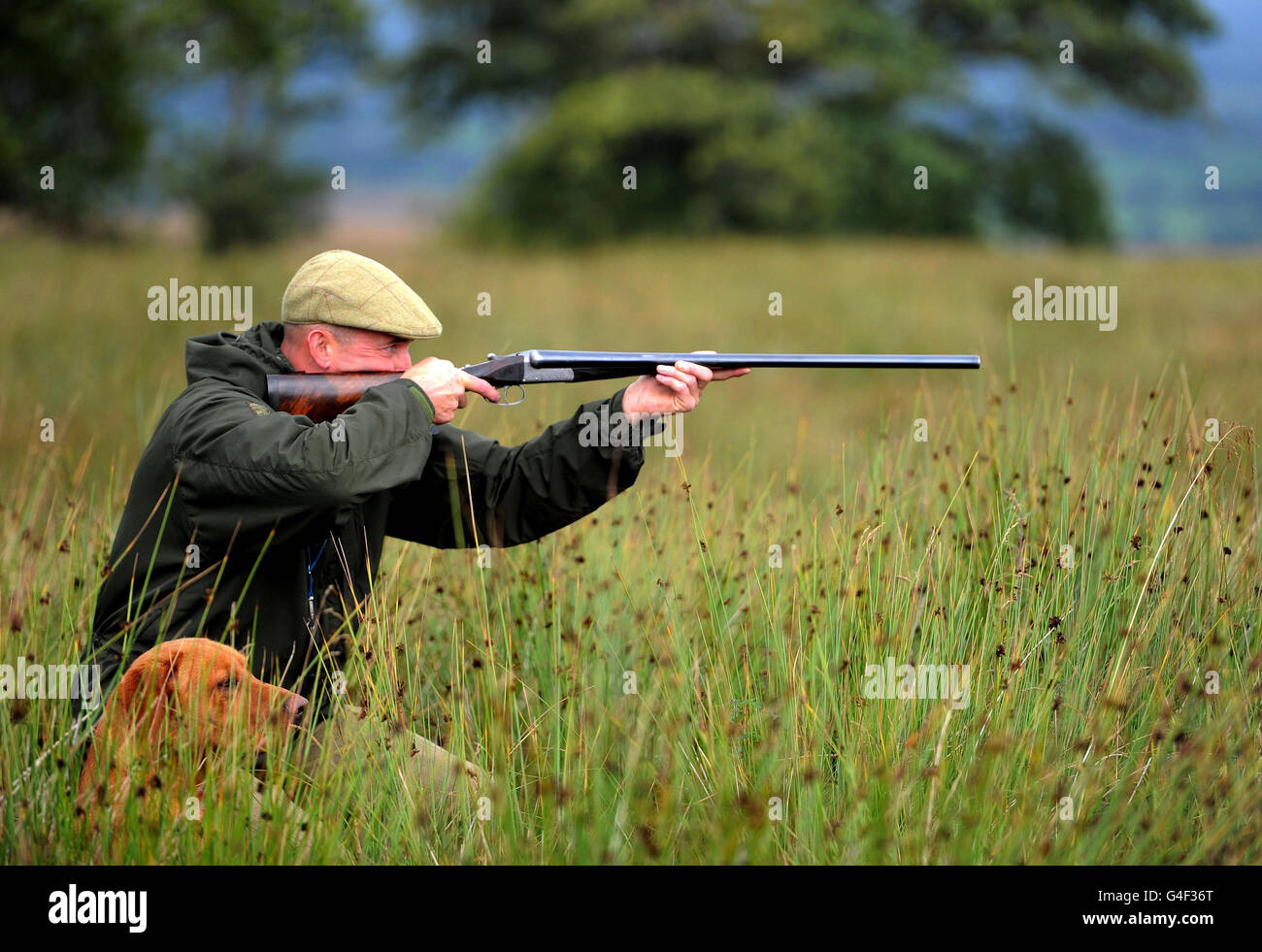 Glorious 12th grouse shoot Stock Photo - Alamy