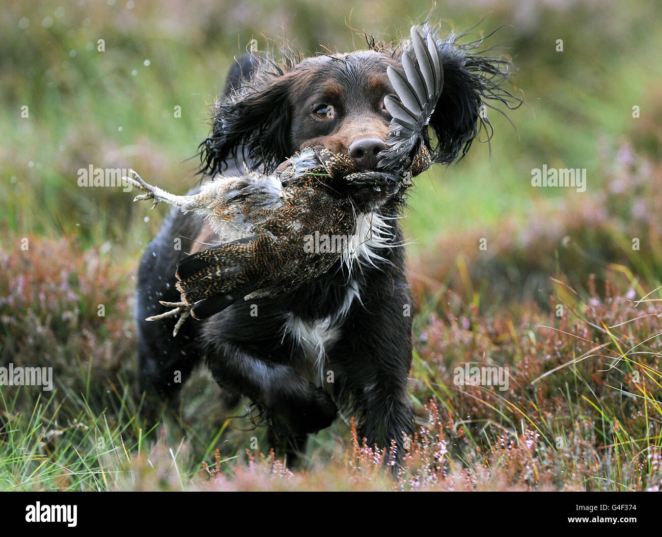 Glorious 12th grouse shoot Stock Photo - Alamy