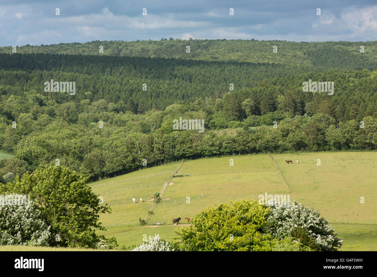 Tree toped hills in the South Downs of England. Rolling green chalk ...