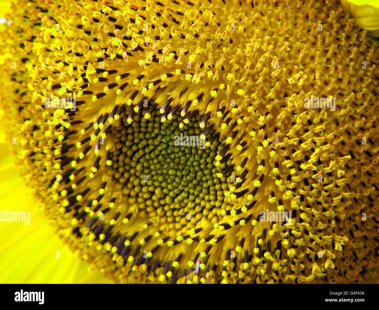 Flowr pattern hi-res stock photography and images - Alamy