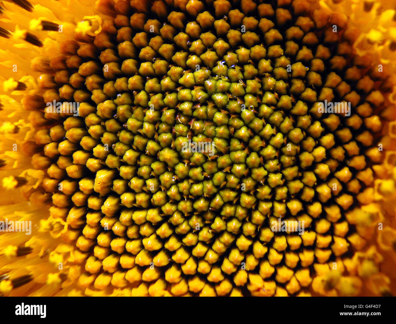 Flowr pattern hi-res stock photography and images - Alamy