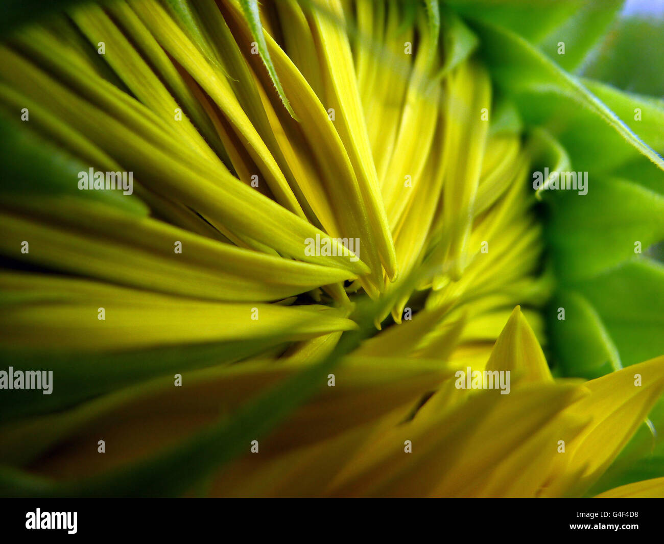 Sunflower leaf structure hi-res stock photography and images - Alamy
