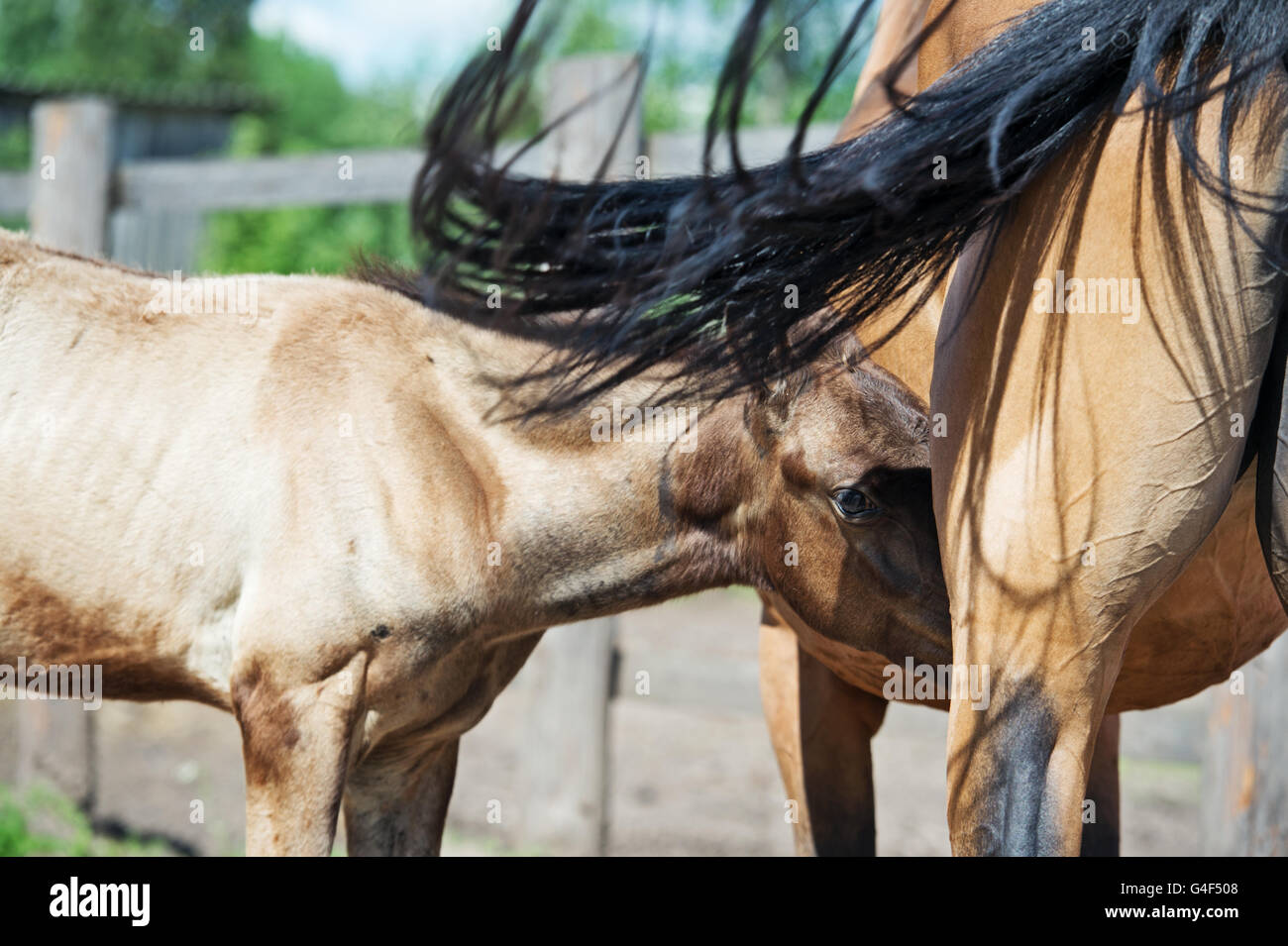 Raven dam hi-res stock photography and images - Alamy