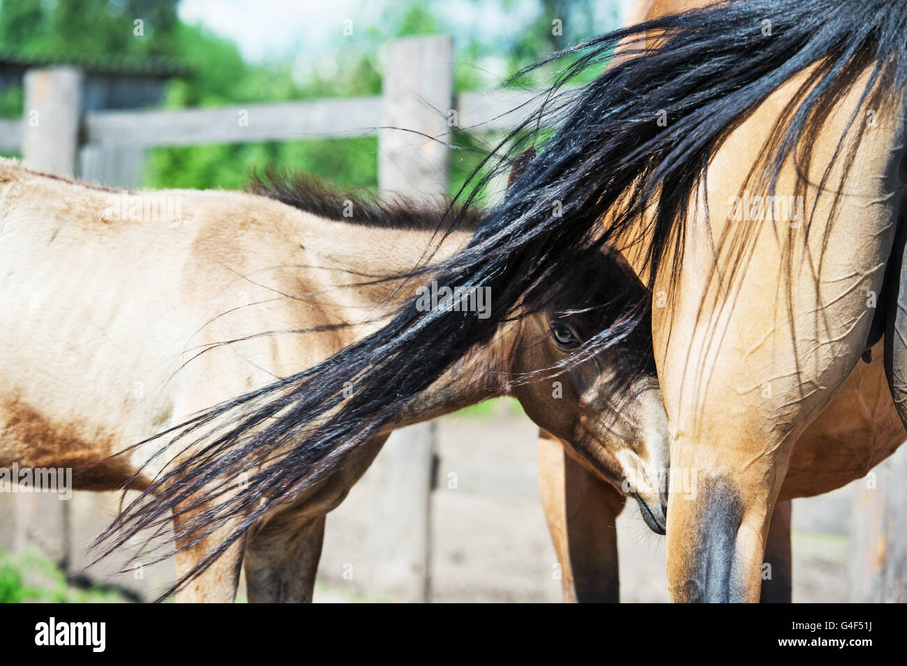 Raven dam hi-res stock photography and images - Alamy