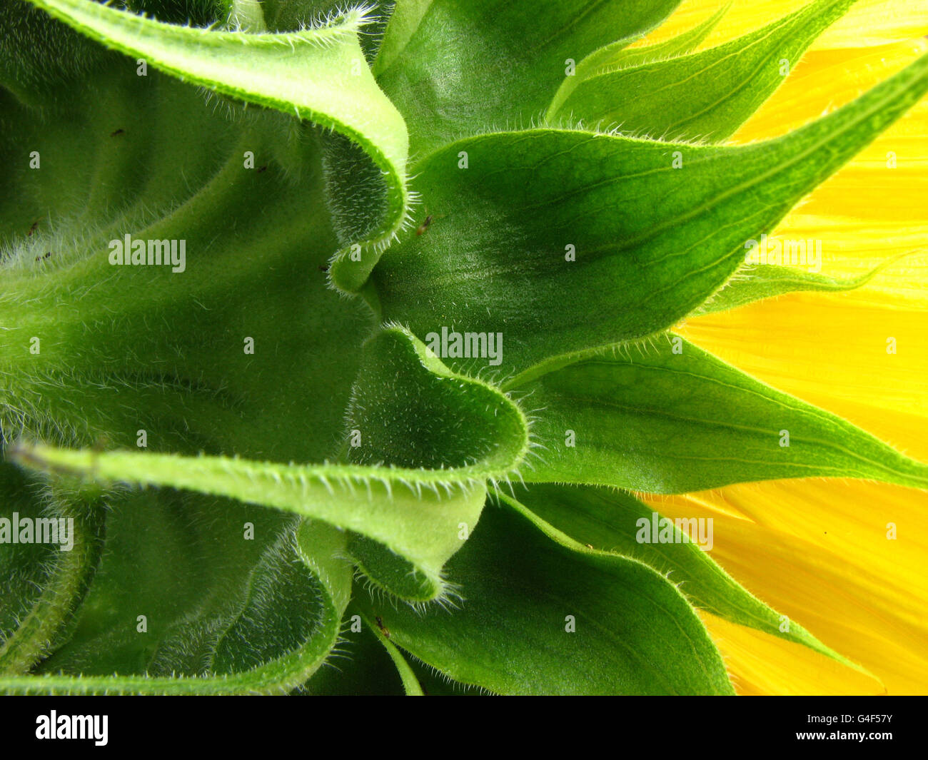 Sunflower leaf structure hi-res stock photography and images - Alamy