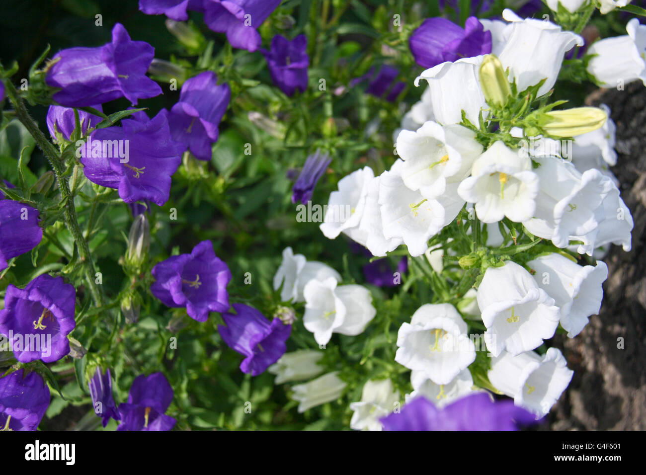 Flowers—campanula. Family Campanulaceae with the common name bellflower ...