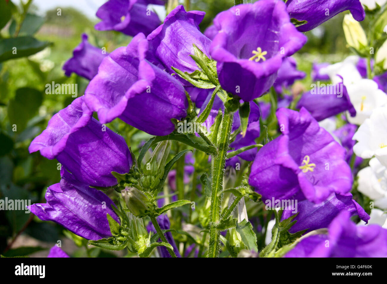 Flowers—campanula. Family Campanulaceae with the common name bellflower ...