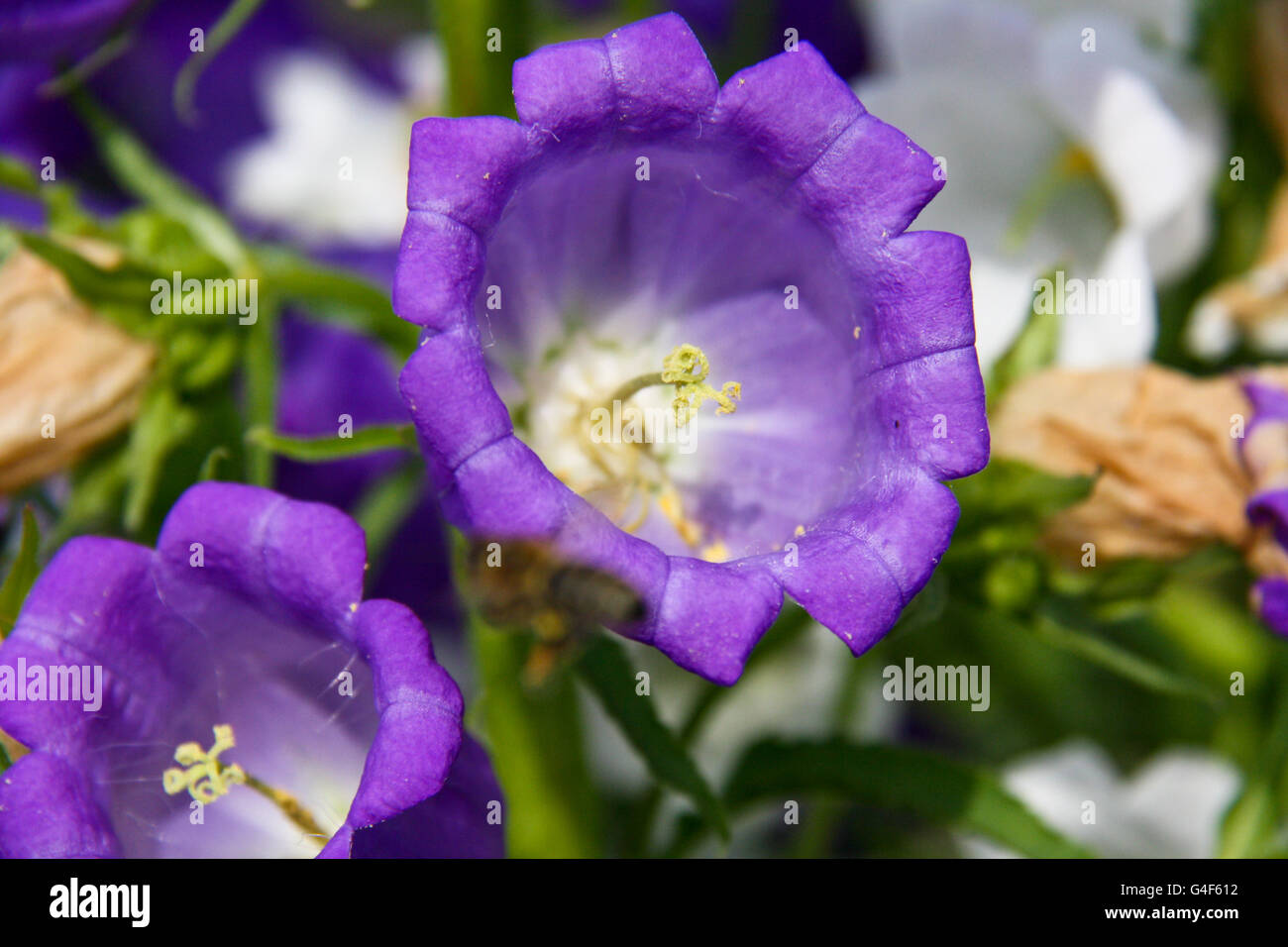 Flowers—campanula. Family Campanulaceae with the common name bellflower ...