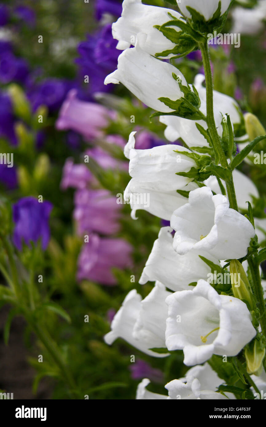 Flowers—campanula. Family Campanulaceae with the common name bellflower ...
