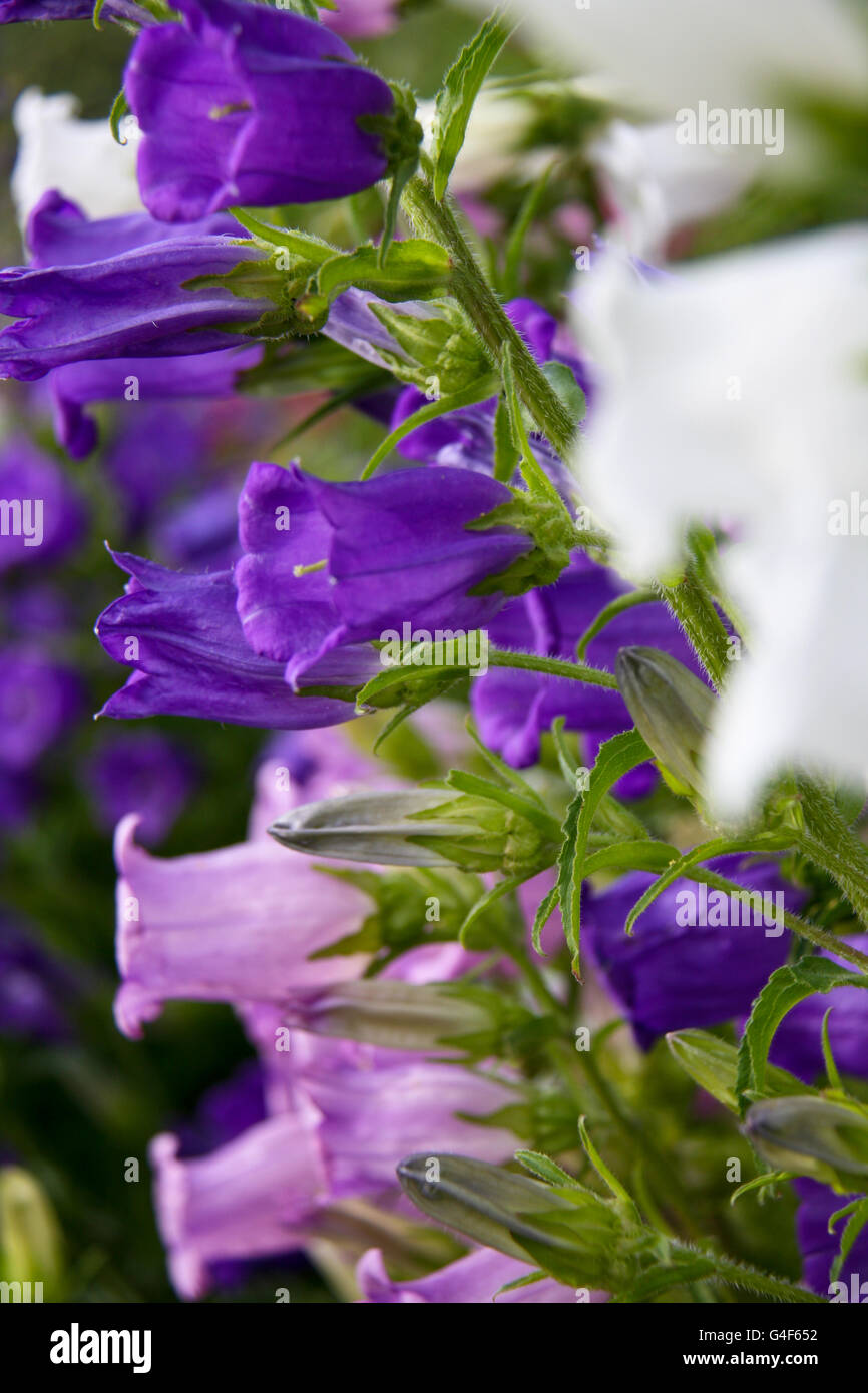 Flowers—campanula. Family Campanulaceae with the common name bellflower ...