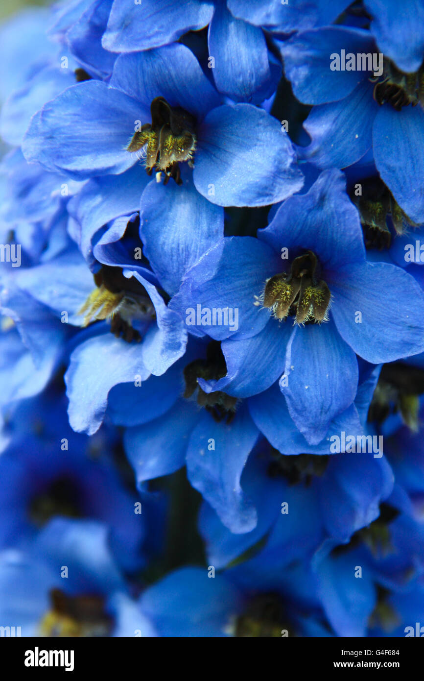 Natural floral background pattern Stock Photo - Alamy