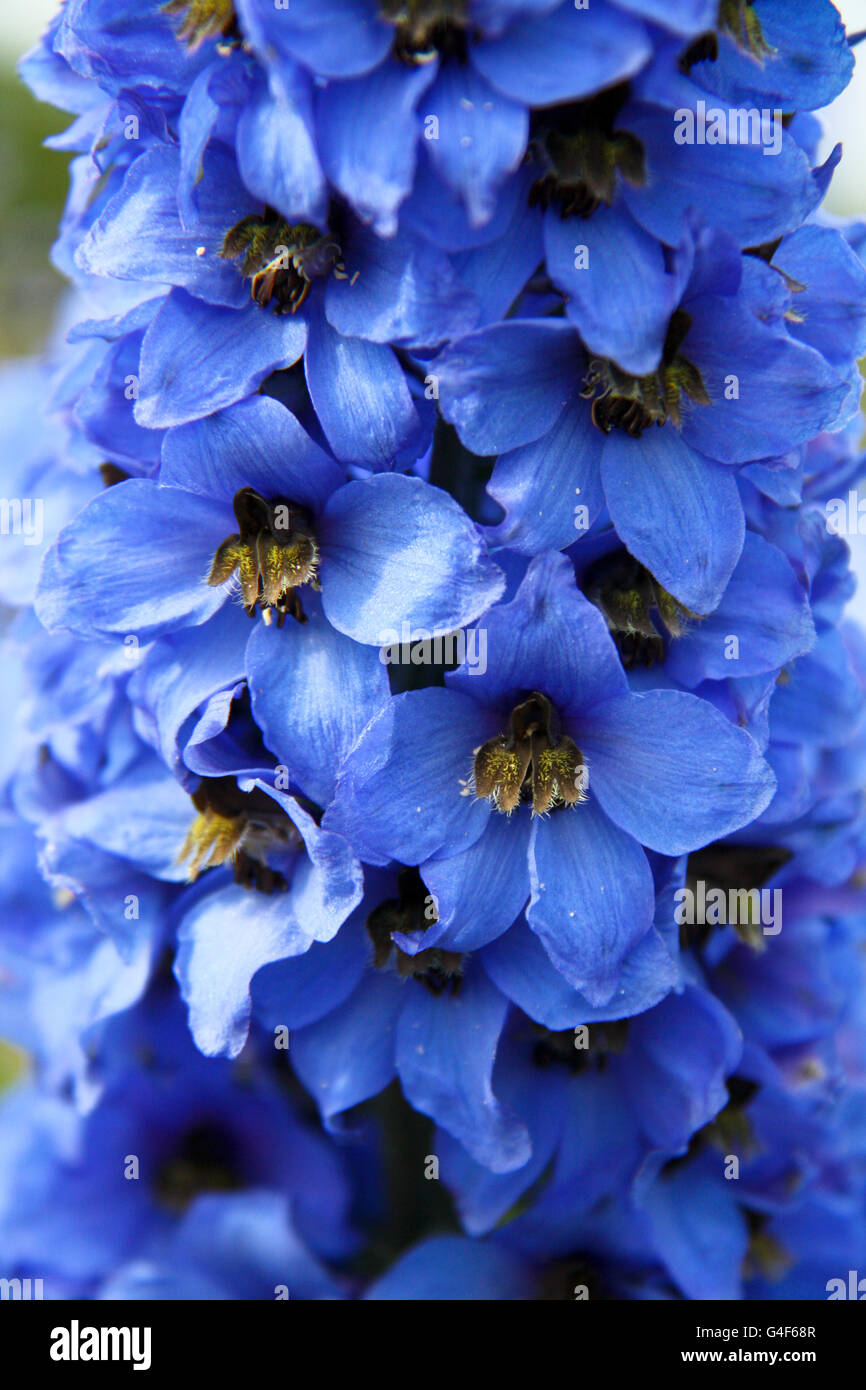 Natural floral background pattern Stock Photo - Alamy