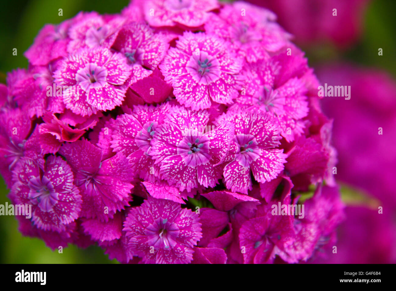 Natural Floral Background Pattern Stock Photo Alamy