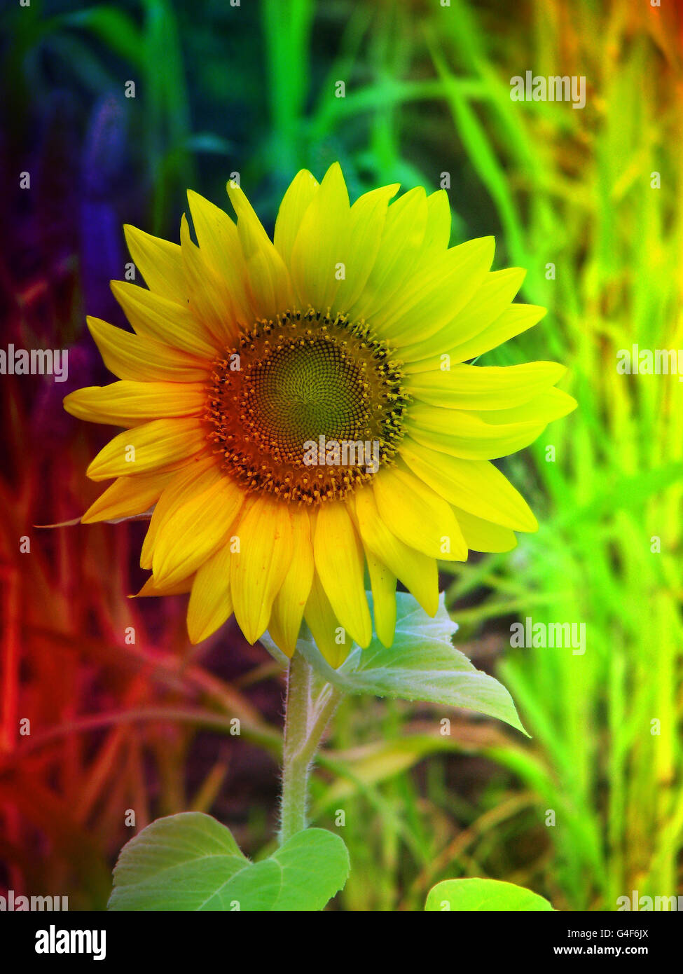 Hybrid Sunflower depicting GMO Stock Photo - Alamy