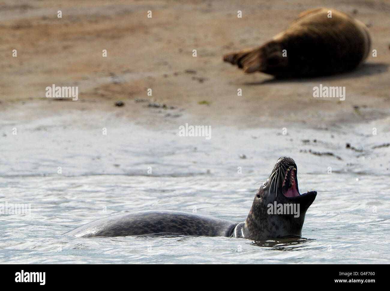 Teesmouth national nature reserve hi-res stock photography and images ...