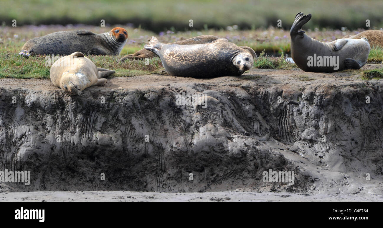 Teesmouth national nature reserve hi-res stock photography and images ...